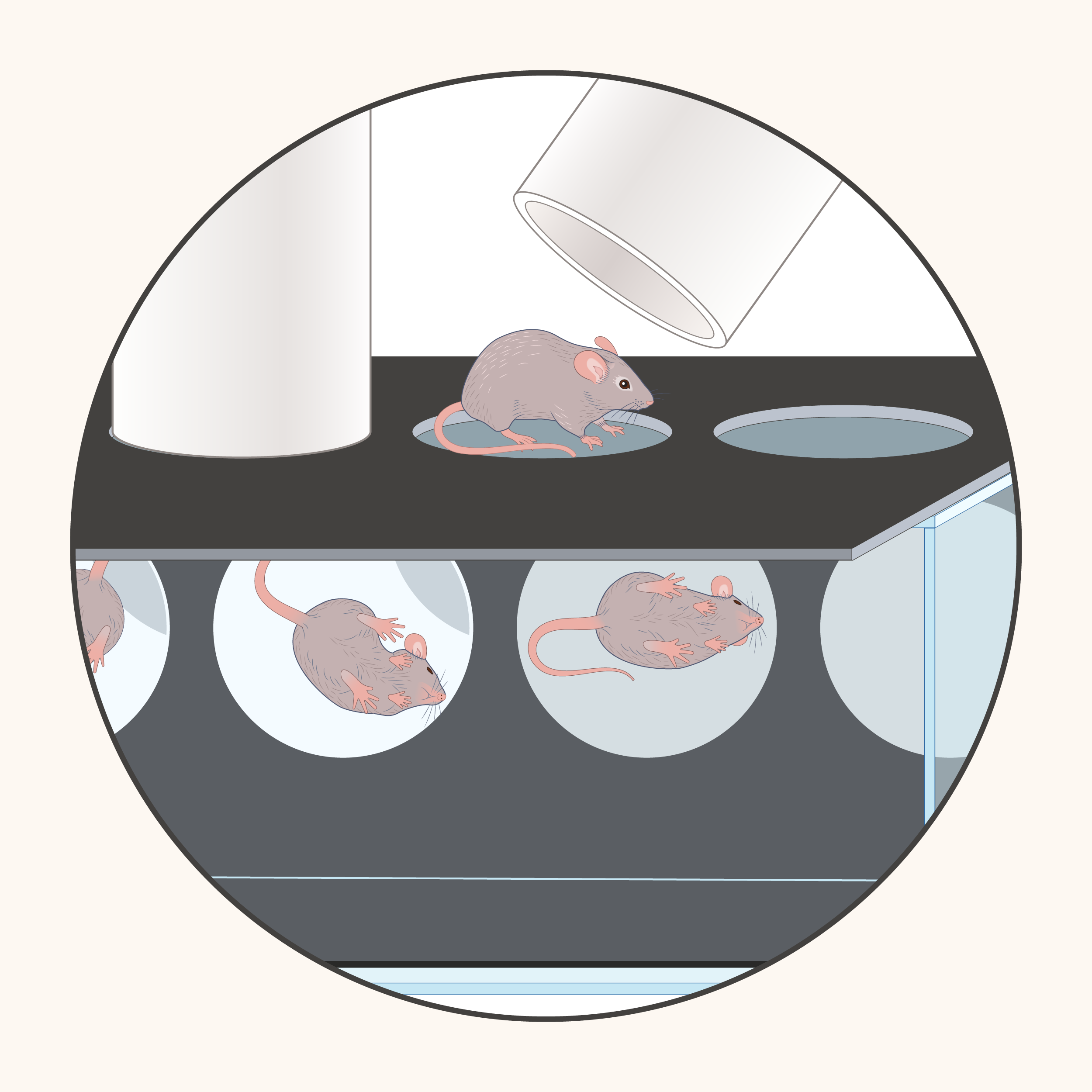 A behavioral assay for measuring acute itch in mice