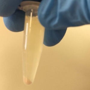 Extracting plasmid DNA from Agrobacterium with the Bioline ISOLATE II ...