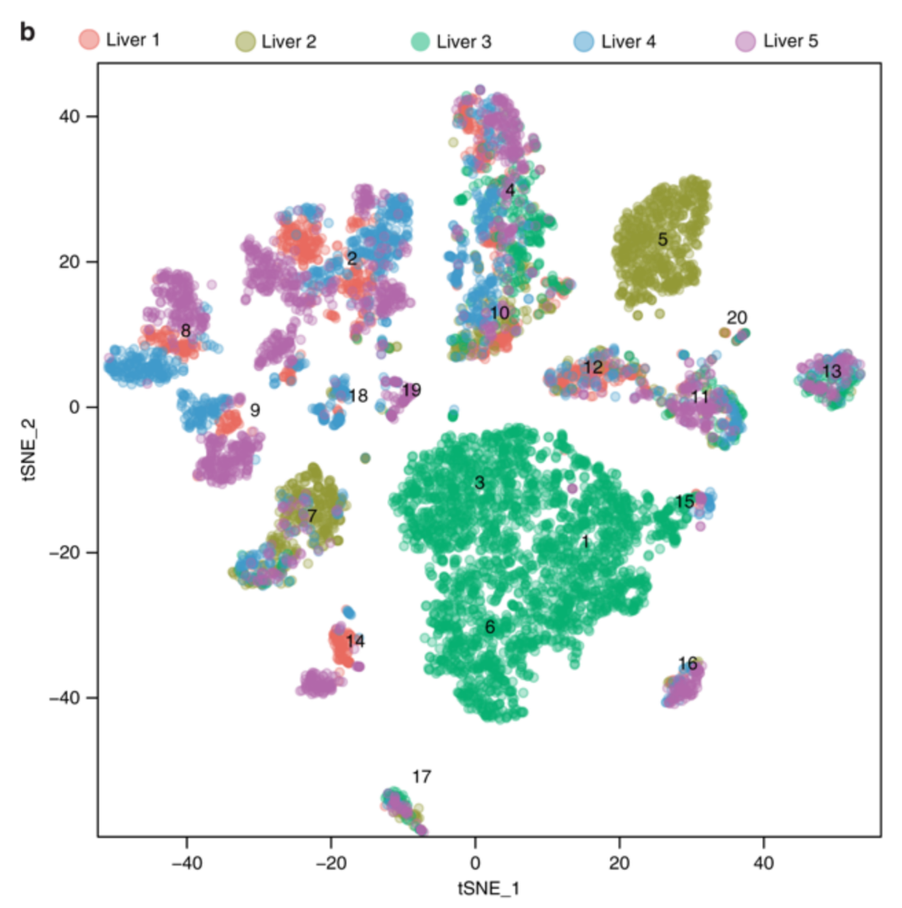 Single cell RNA sequencing of human liver reveals distinct intrahepatic ...