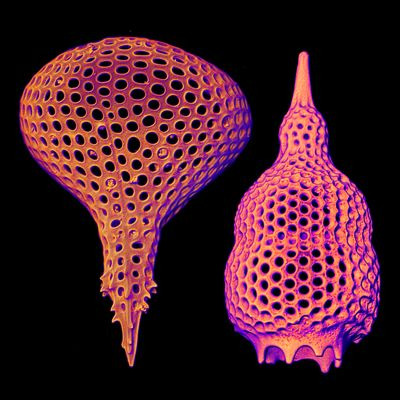 Simple 3D imaging of biogenic silica structures by fluorescent ...