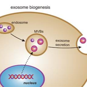 CD Bioparticles Launches New Exosome Identification (WB Marker ...
