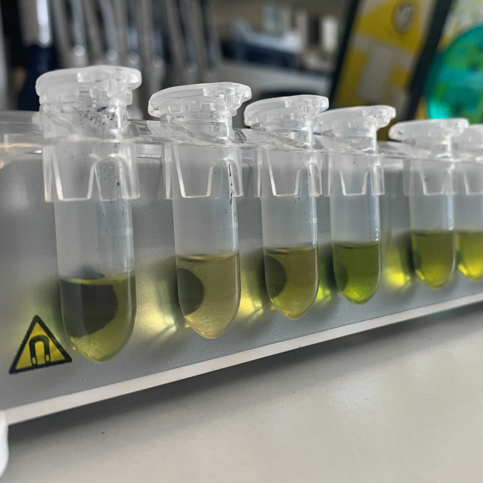 Sanger Tree of Life HMW DNA Extraction: Manual Plant MagAttract v.5