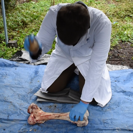An archaeological experiment focused on the intuitive way of long bones ...