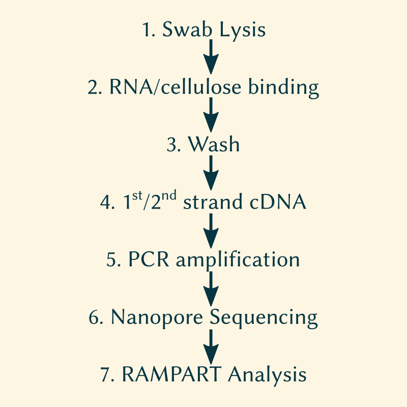 Viral Sequencing, from Gunk to Graph (Two-step, strand-switching) V.3