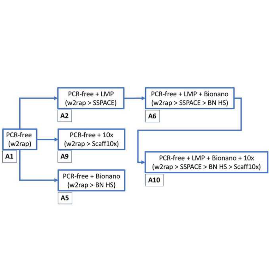 Amplification Free Paired End Library Construction Protocol