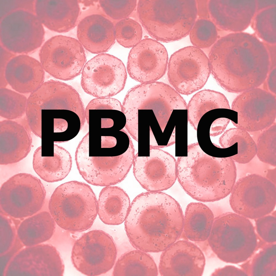 Separation and purification of human PBMC from FRESH BLOOD