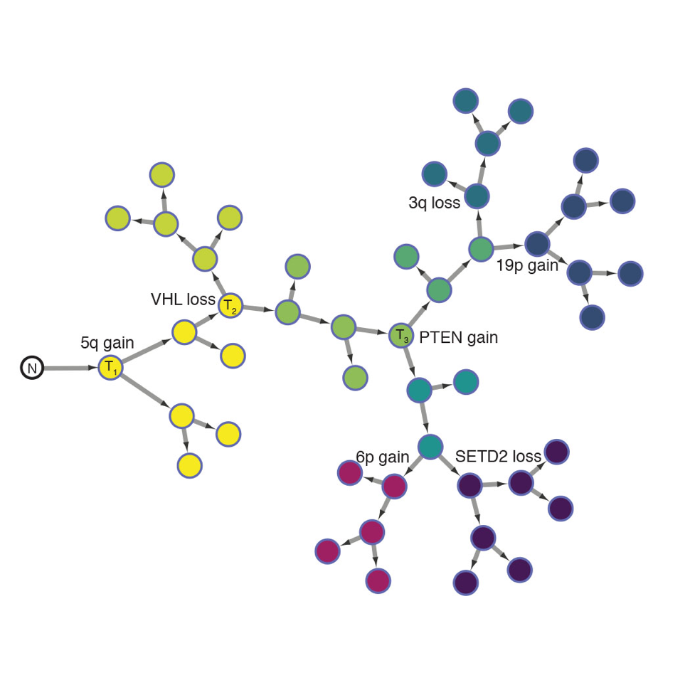 Minimal Event Distance Aneuploidy Lineage Tree Medalt Inference Based On Single Cell Copy