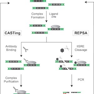Restriction Endonuclease Protection Assays using Infrared-Fluorescent ...