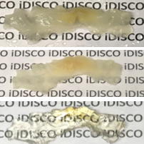 iDISCO protocol for whole-mount immunostaining and volume imaging
