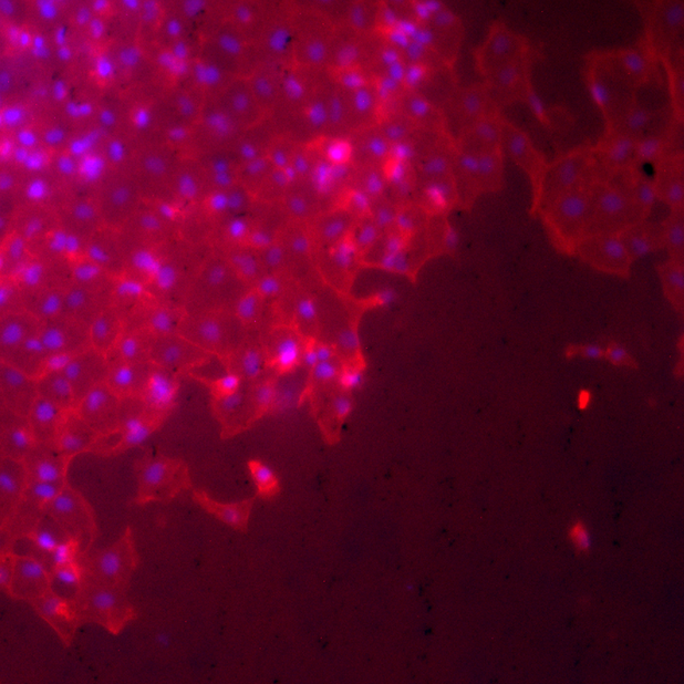 Mammalian Cell Staining V.3