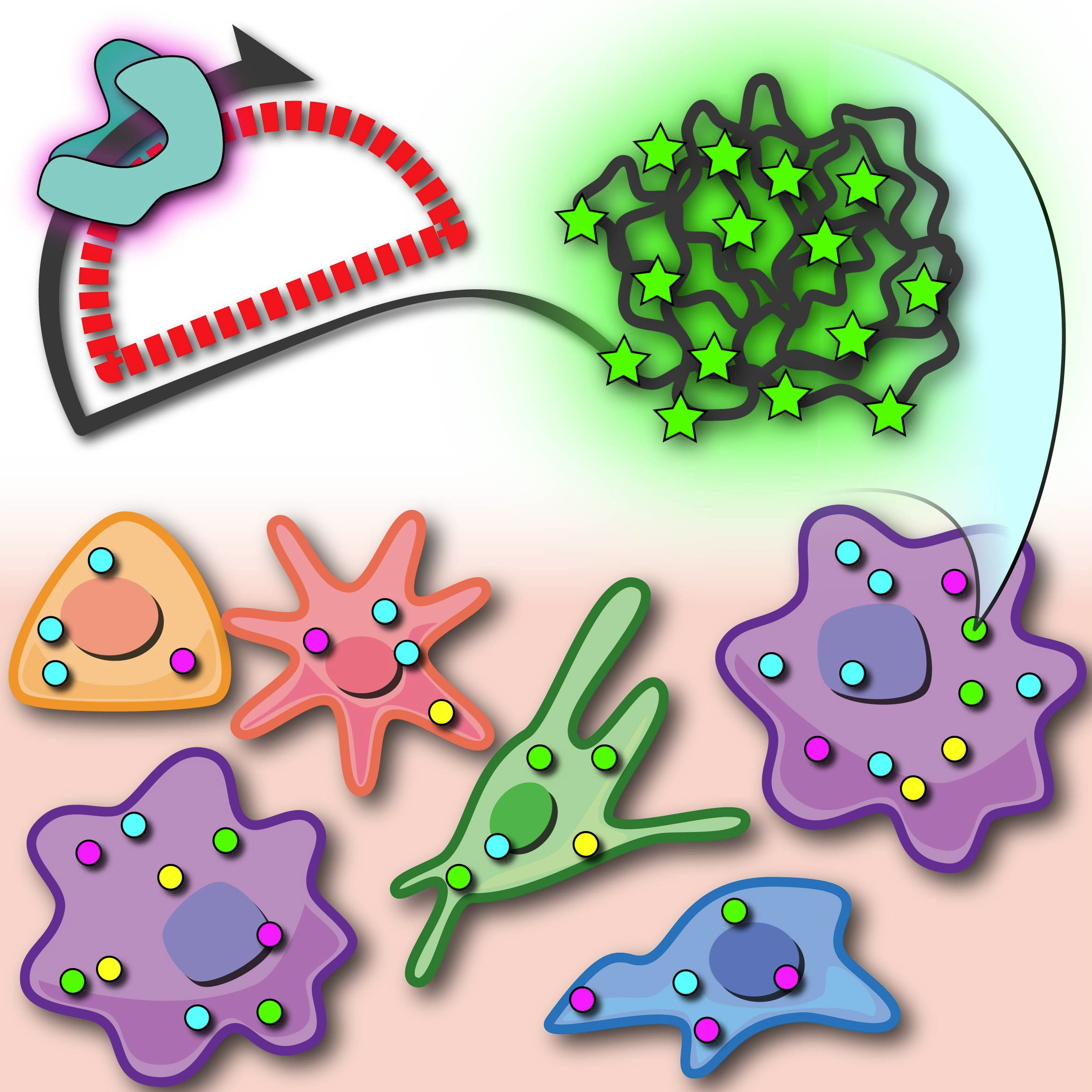 In situ sequencing for RNA analysis in tissue sections