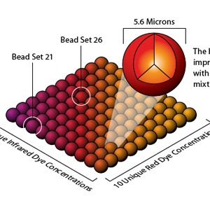Phagocytosis Bead Conjugation