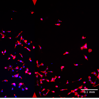 Mammalian Cell Staining