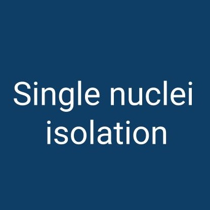 Isolation of single nuclei from postmortem fresh frozen human brain and ...