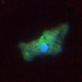 Naegleria gruberi plasmids