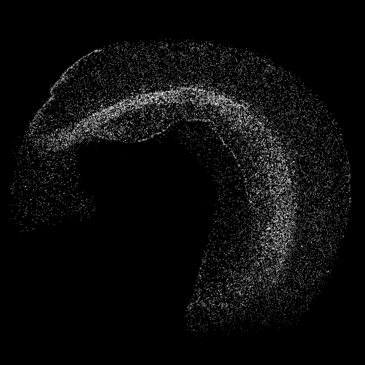 Click histochemistry for whole-mount staining of brain structures