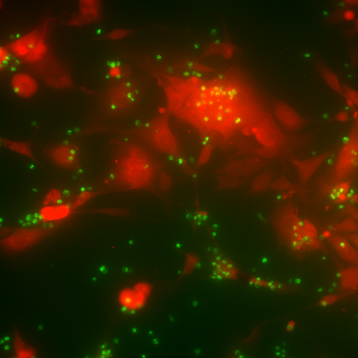 Staining cells with IncuCyte Cytolight Rapid Dyes for flow cytometry or ...