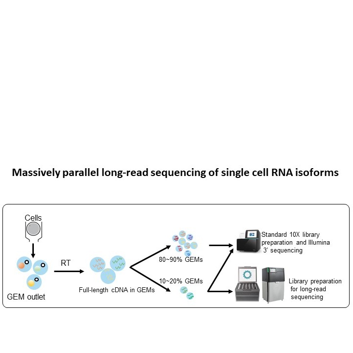 Massively parallel long-read sequencing of single cell RNA isoforms