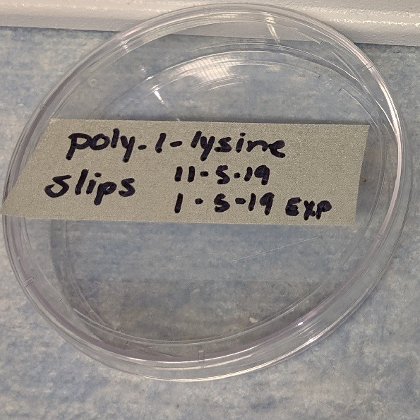 CODEX - Poly-l-Lysine Cover-Slip Preparation