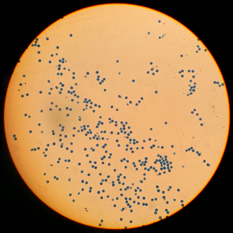 Lactophenol-aniline blue solution