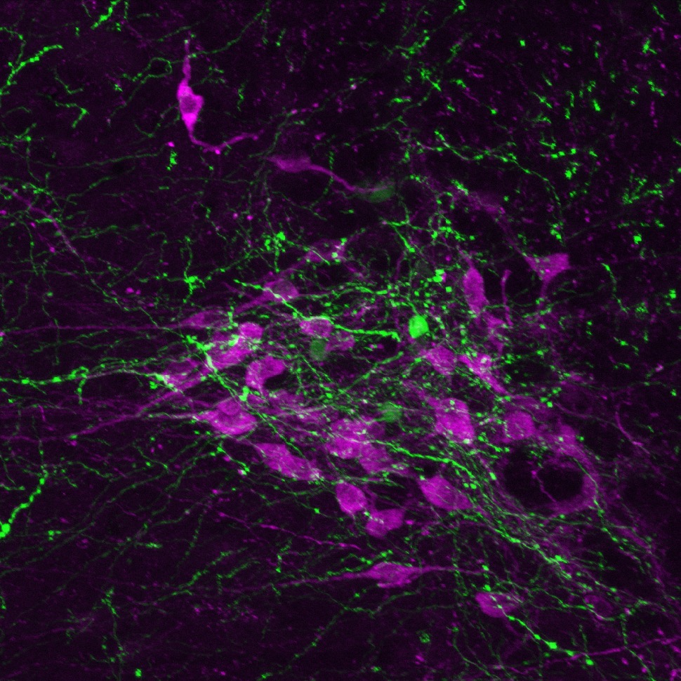 Immediate Early Gene (IEG) mapping of spinal cord neurons activated by ...