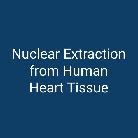 Protocol for nuclear extraction from human heart tissue for single cell ...
