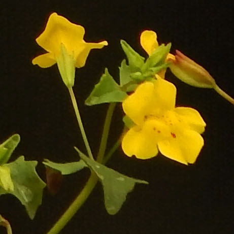 A modified protocol for rapid HMW DNA isolation from plant tissues ...