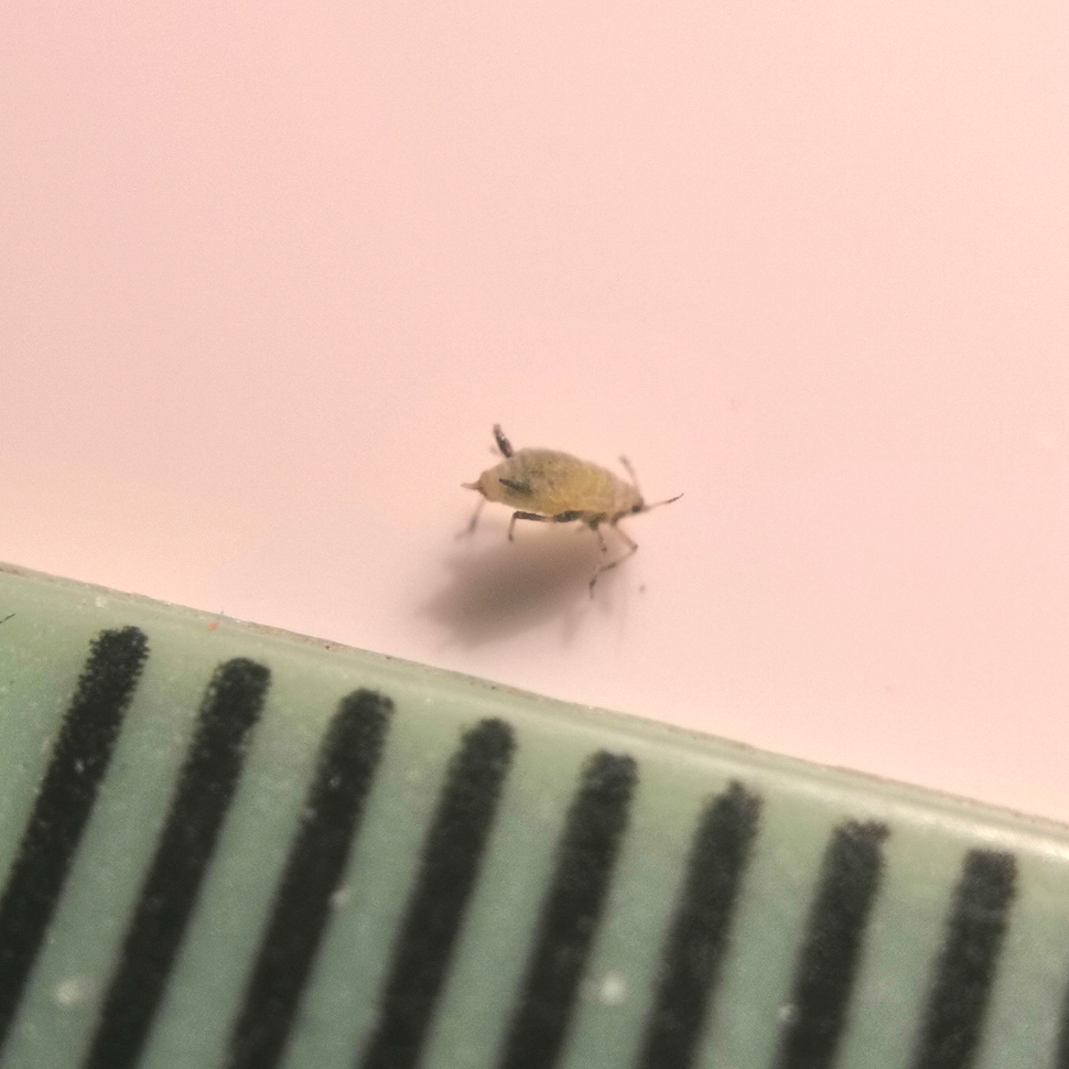 High quality DNA extraction from very small individual insects