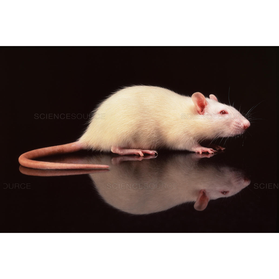 Intravenous Jugular Catheterization for Rats