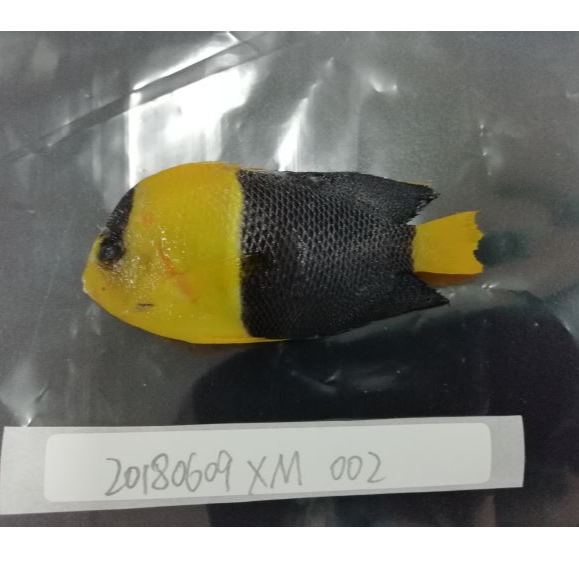 stLFR library construction