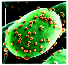 Four novel algal virus genomes discovered from Yellowstone Lake metagenomes