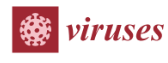 Marine Viruses Special Issue