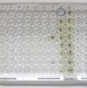 MPN (Most Probable Number) assay for infectivity of algal viruses