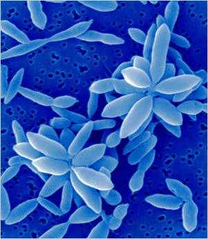 A novel roseobacter phage possesses features of podoviruses ...