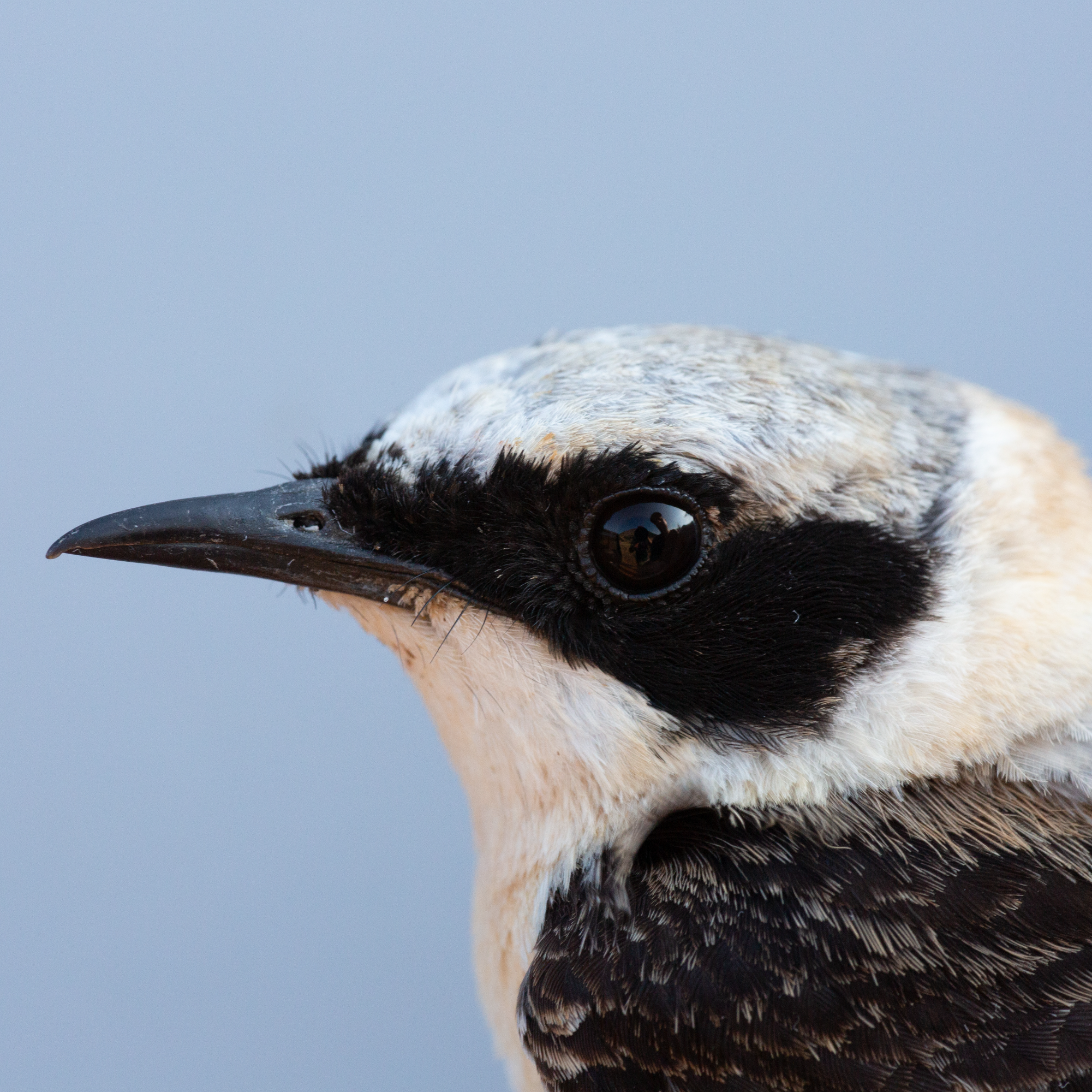 DNA extraction protocol for historical toe pad samples from birds