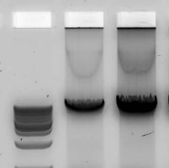 Universal DNA isolation protocol V.3, published on Apr 12, 2019