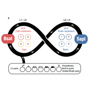 Loop and uLoop assembly