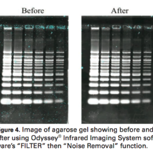 Syto® 60 Staining of Nucleic Acids in Gels