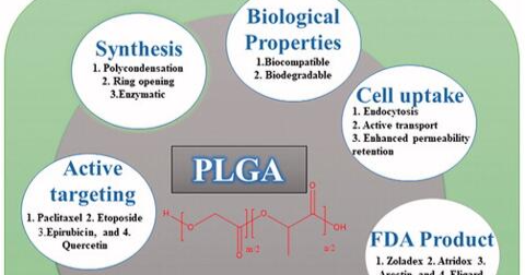 New PLGA-Based Drug Delivery Systems for In Vitro and In Vivo Applications