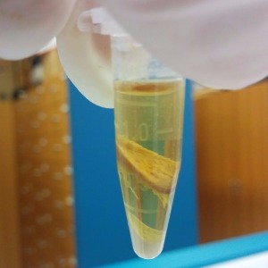 High quality DNA extraction protocol from recalcitrant plant tissues