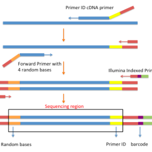 Primer ID MiSeq Library Prep V.4, published on Oct 17, 2018