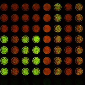 Fluorescent Focus Unit Assay using LICOR Imaging System V.1, published ...