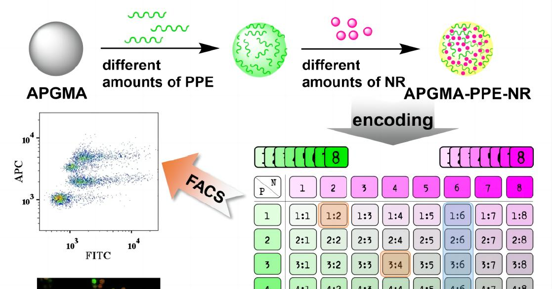 CD Bioparticles Simplifies Multi-Analyte Detection with Advanced Multiplex Particles