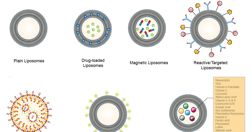 CD Bioparticles Announces Advanced Capabilities in Customized Liposomes for Targeted Delivery