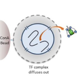 CUT&RUN: Targeted in situ genome-wide profiling with high efficiency ...