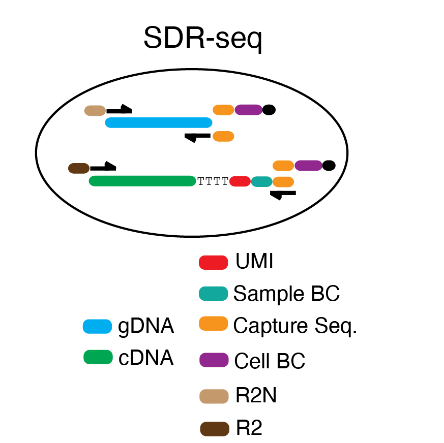 scDNA-scRNA-seq (SDR-seq)